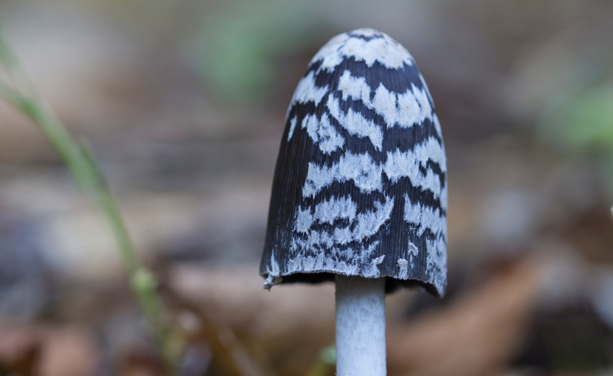 Coprinus picacea – Bajo la hojarasca